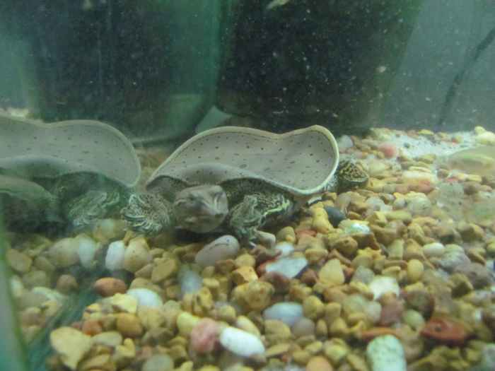 Metabolic Bone Disease in Baby Softshell Turtles - HubPages