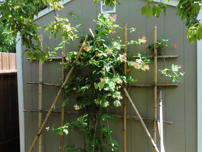 How To Build A Bamboo Trellis For Your Garden and Make Your Garden ...
