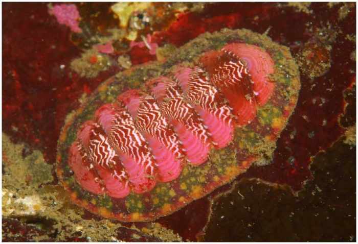 Interesting Facts About Chitons, Sea Cradles, or Coat-of-Mail Shells ...