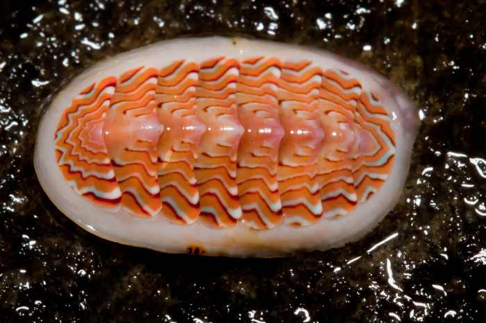 Interesting Facts About Chitons, Sea Cradles, or Coat-of-Mail Shells ...