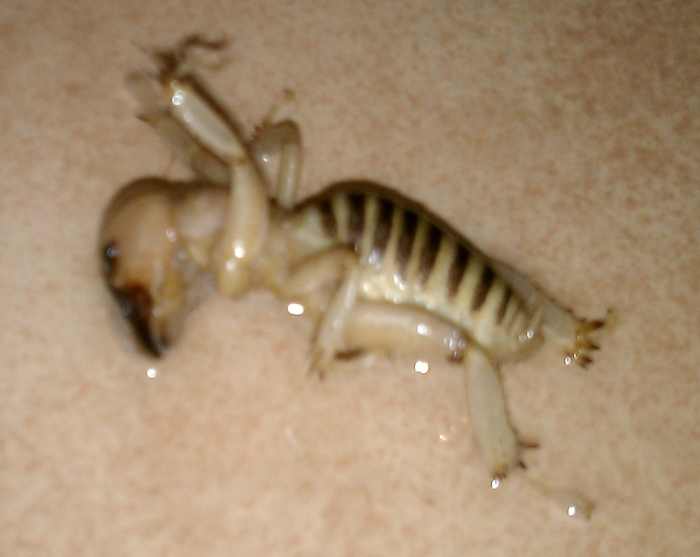 I was visited by a child of the earth - HubPages