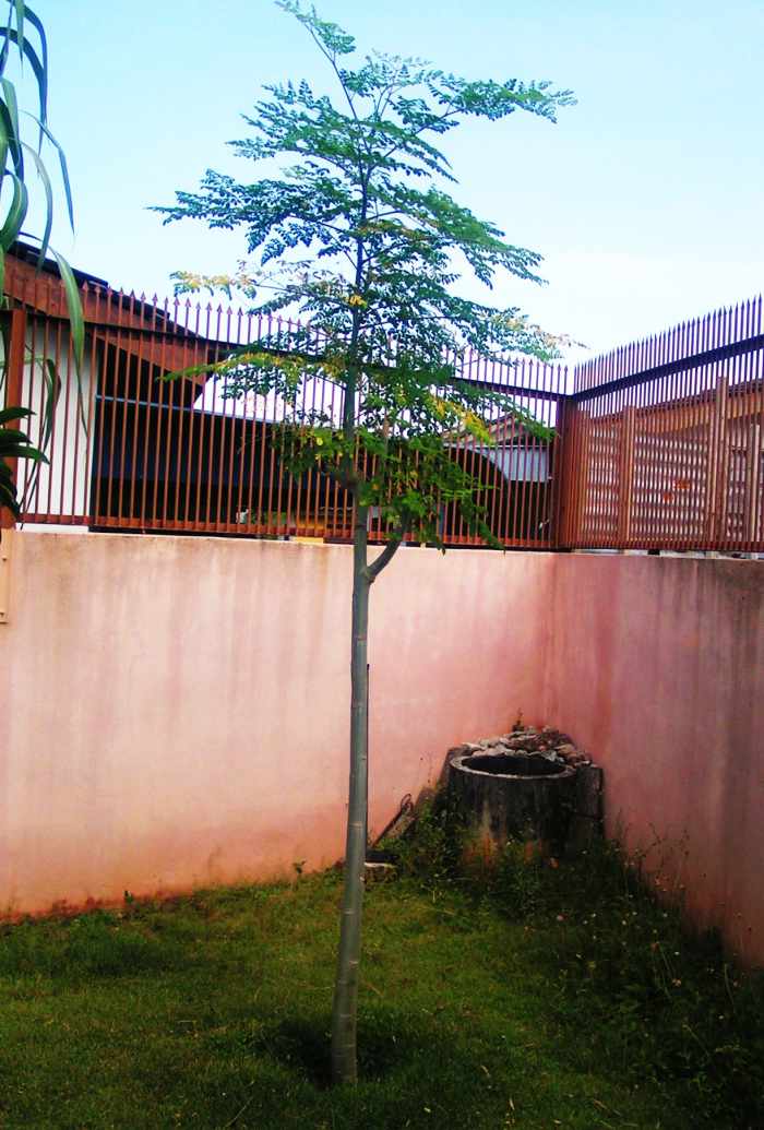 Moringa : The Miracle Tree - HubPages