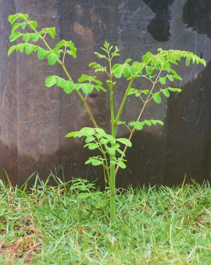 Moringa : The Miracle Tree - HubPages