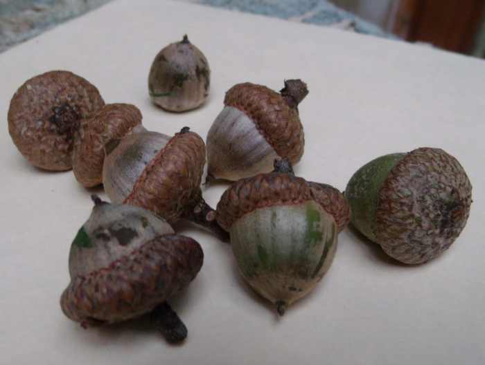 Fun Questions and Answers About Wild Turkeys - HubPages