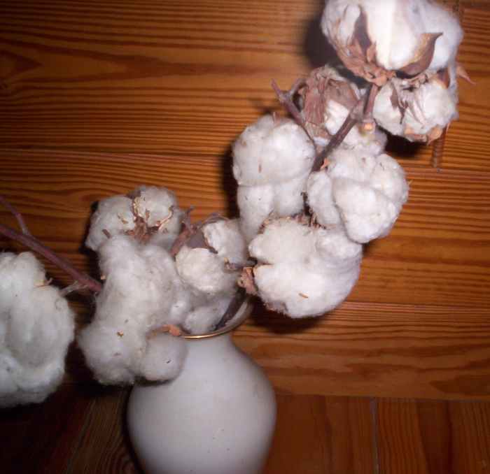 Picking Cotton By Hand In The South - HubPages