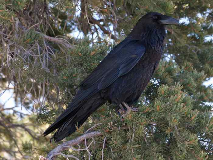 Raven and Crow Symbolism and Meaning - HubPages