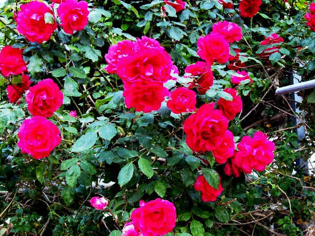 The Rose Flower Structure, Uses and Symbolism (With Pictures) - LetterPile