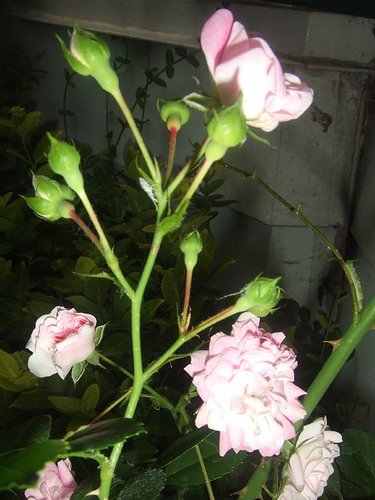 The Rose Flower Structure, Uses and Symbolism (With Pictures) - LetterPile