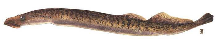 Fish: The Characteristics of Jawless Fish, Cartilaginous Fish, and Bony ...