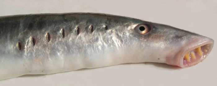 Fish: The Characteristics of Jawless Fish, Cartilaginous Fish, and Bony ...