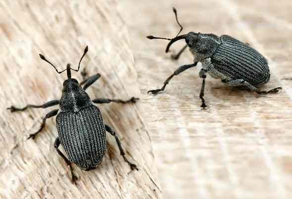 Biological control of the cabbage seedpod weevil - HubPages