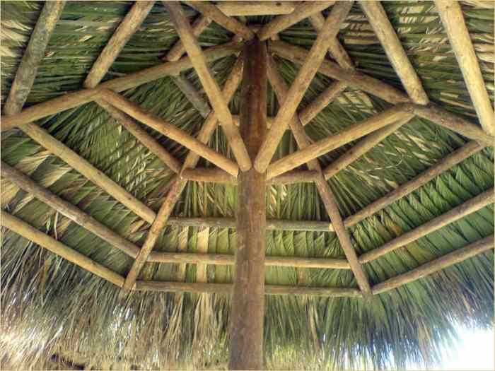 Uses of Coconut Tree from Roots to Leaves - HubPages