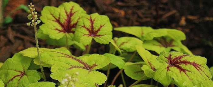 Eye-Popping Chartreuse Perennials - HubPages