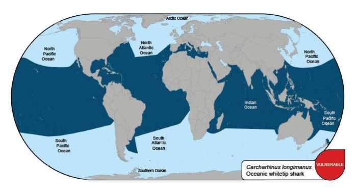 Oceanic Whitetip Sharks - the Sharks that have Eaten the Most People ...