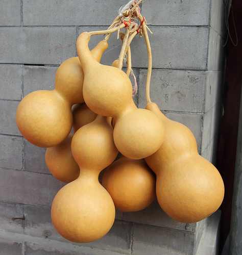 Good Luck Symbol – Hulu, the Calabash Gourd - HubPages