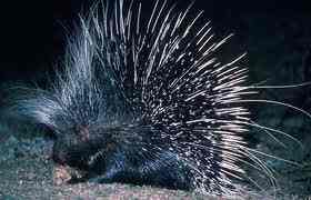 6 Most Misunderstood Animals on the Planet - HubPages