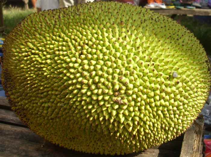 What is Jackfruit? - HubPages