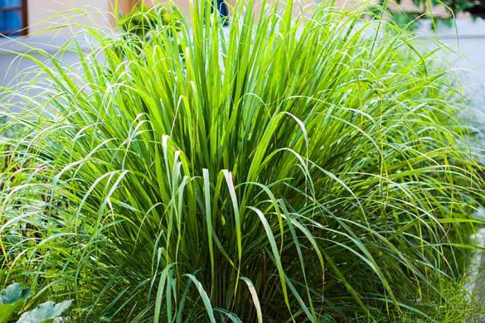 Complete Guide to Filipino Vegetables (With Tagalog Names) - HubPages