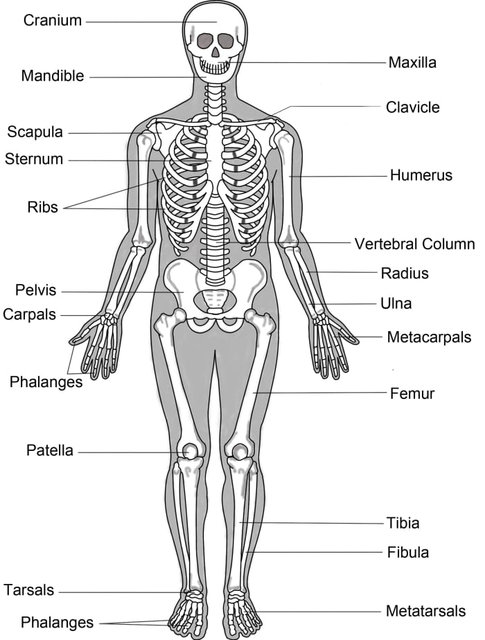 Common Skeletal Structure Diagrams Skeletal System Diagram A