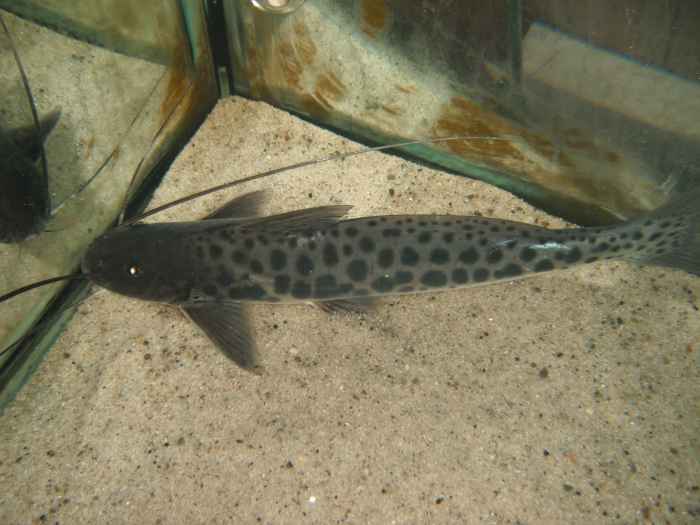 Vulture Catfish (Calophysus Macropterus) - HubPages