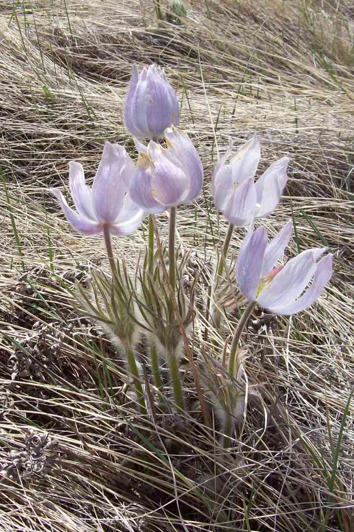 Prairie Crocus - Facts, Legend & Lore - HubPages