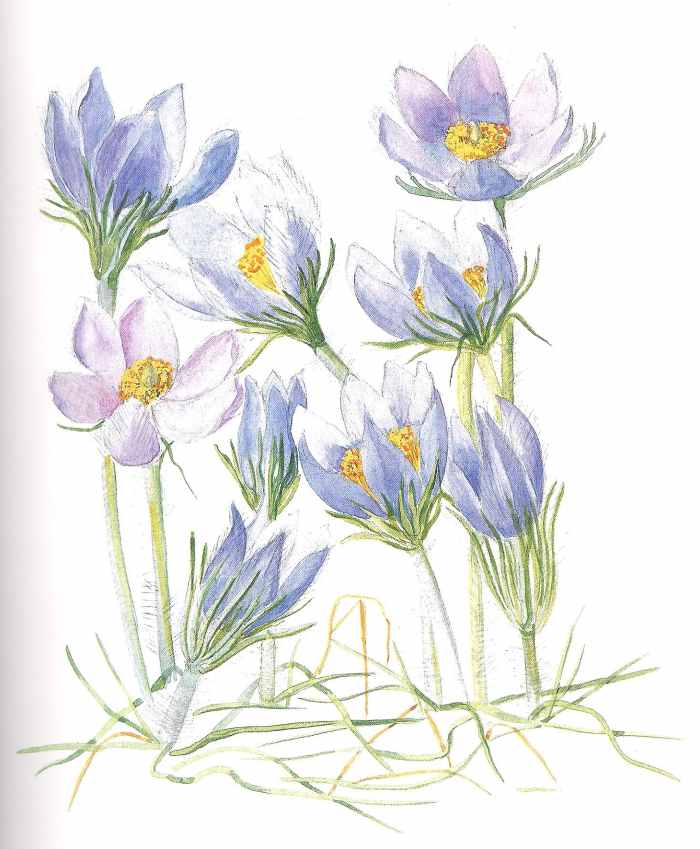 Prairie Crocus - Facts, Legend & Lore - HubPages