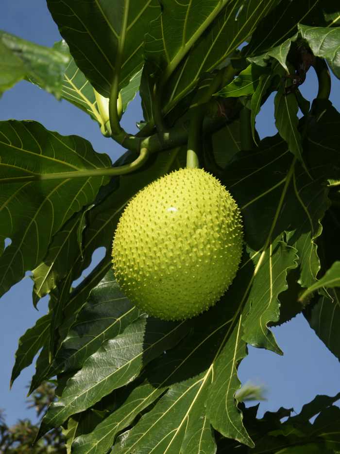 Breadfruit Tree - HubPages
