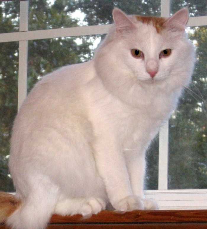 Turkish Van Cat Breed - HubPages