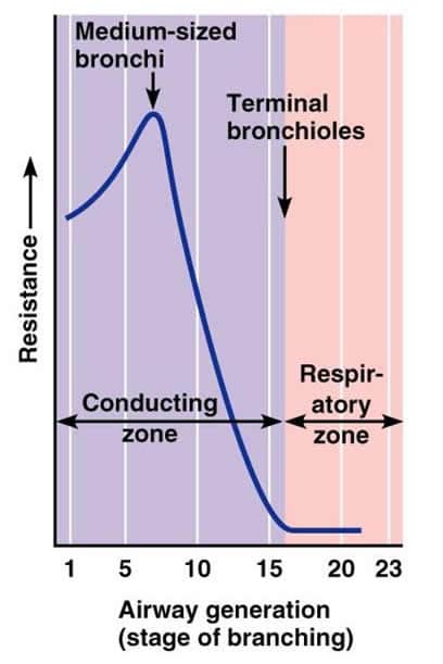Airway Resistance and Flow Dynamics - HubPages