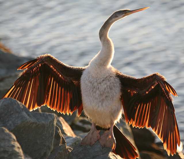 10 Most Beautiful Birds having Unique Beaks - HubPages