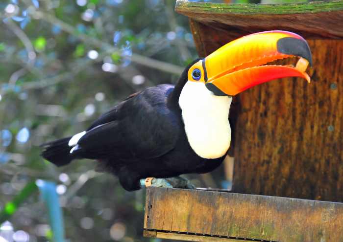 10 Most Beautiful Birds having Unique Beaks - HubPages