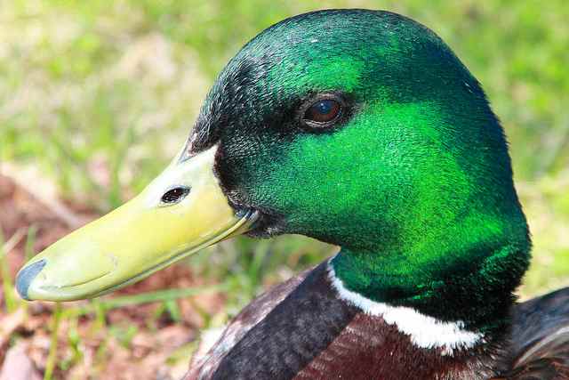 10 Most Beautiful Birds having Unique Beaks - HubPages