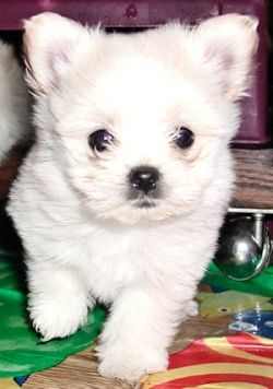 Pretty Porkie Puppies - HubPages