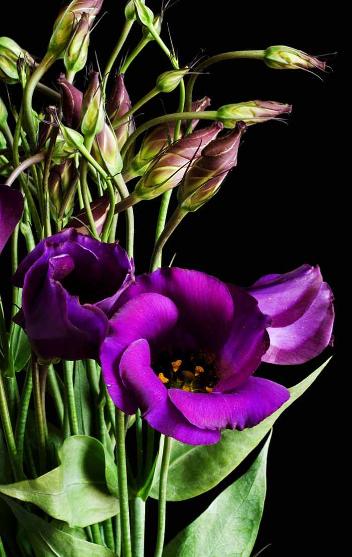 How to Grow Lisianthus from Seed - HubPages