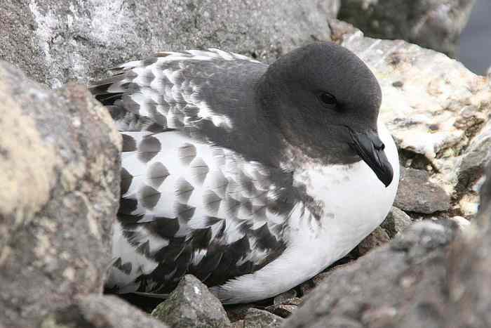 Top 10 Spectacular Birds of Antarctica - HubPages