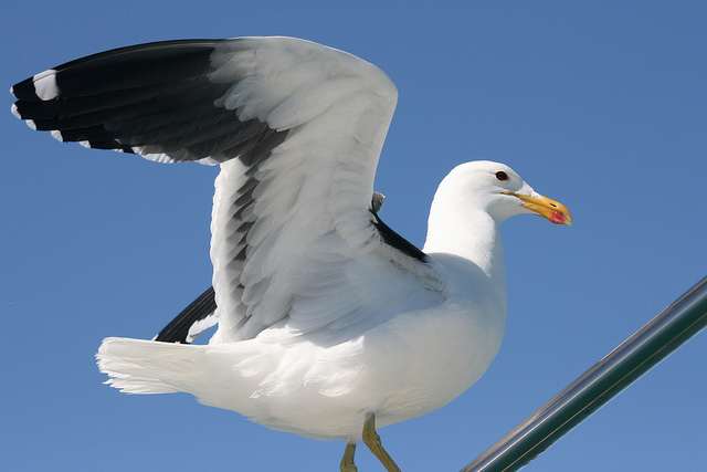 Top 10 Spectacular Birds of Antarctica - HubPages