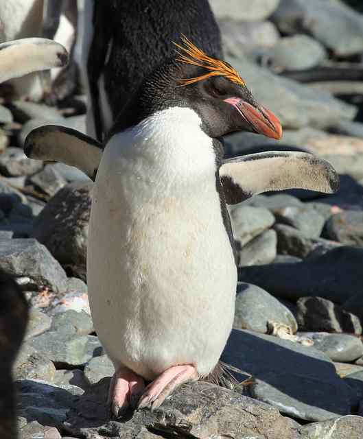 Top 10 Spectacular Birds of Antarctica - HubPages