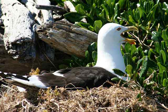 Top 10 Spectacular Birds of Antarctica - HubPages