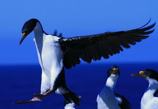 Top 10 Spectacular Birds of Antarctica - HubPages
