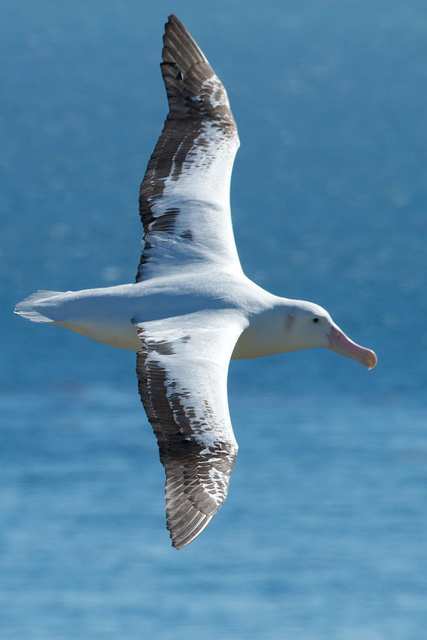 Top 10 Spectacular Birds of Antarctica - HubPages