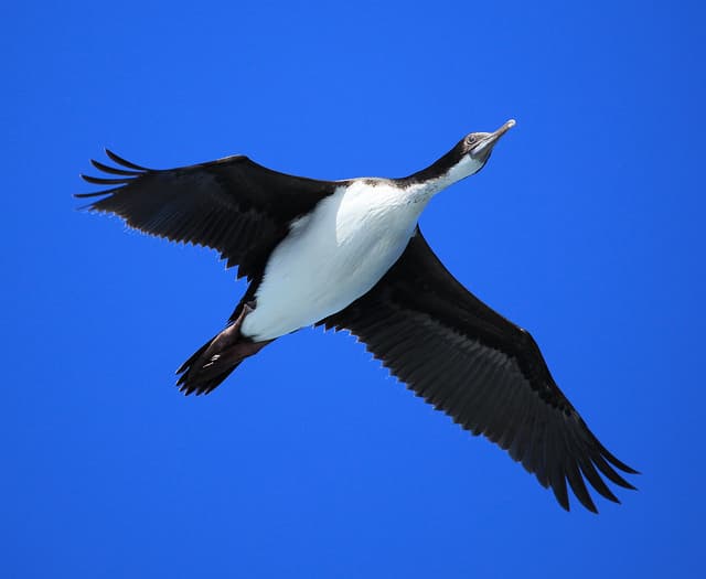Top 10 Spectacular Birds of Antarctica - HubPages