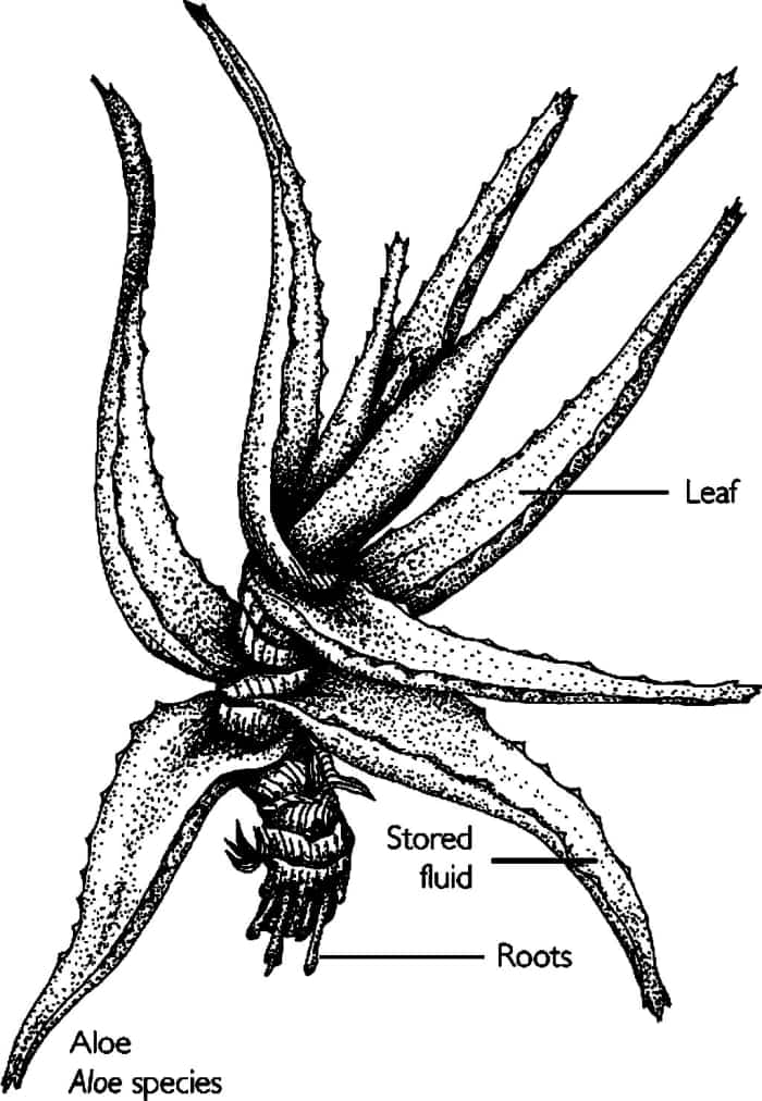 Lessons in Magical Herbalism: Aloe Vera - HubPages