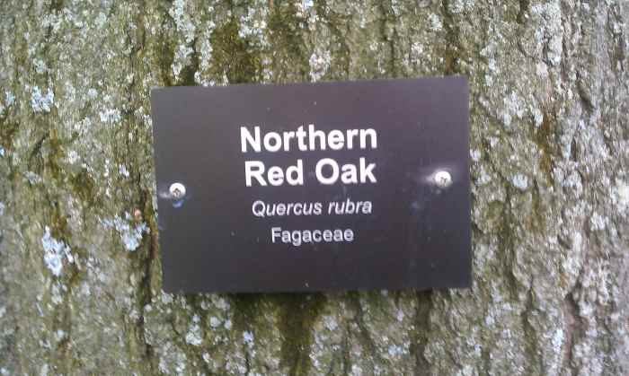 Meet the Trees: Introducing the Northern Red Oak (Quercus rubra) - HubPages