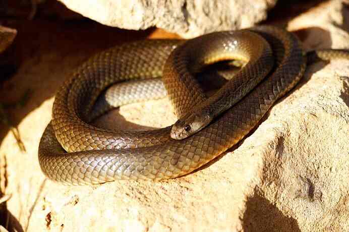 The Worlds Most Venomous and Deadly Snakes - HubPages