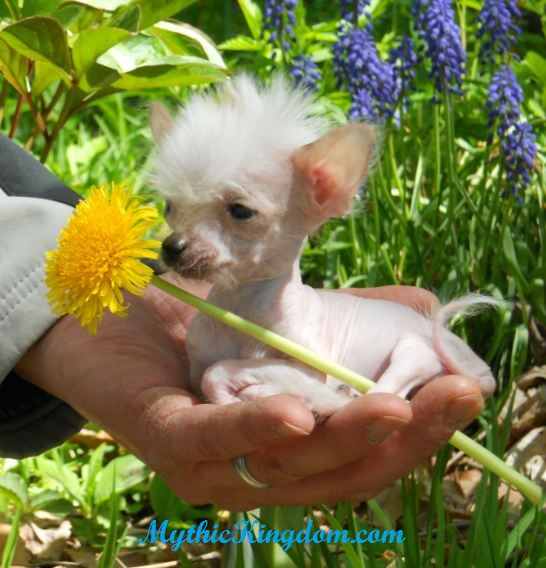 The Genetics of the Chinese Crested Dog - HubPages