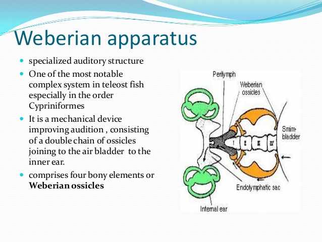 Electric Eel - The Most Powerful Electric Fish - HubPages