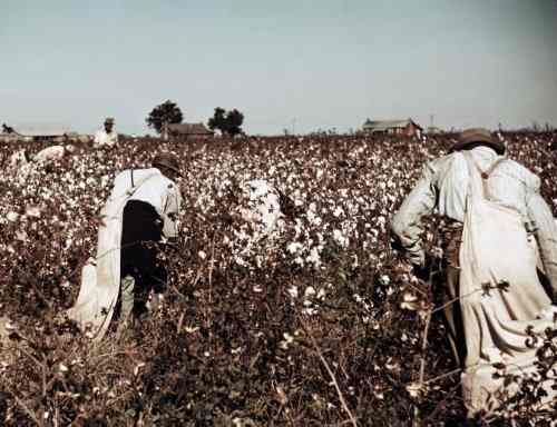 This is a Cotton Picking Story . . . - HubPages