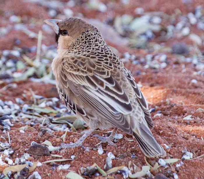 About Sociable Weavers - HubPages