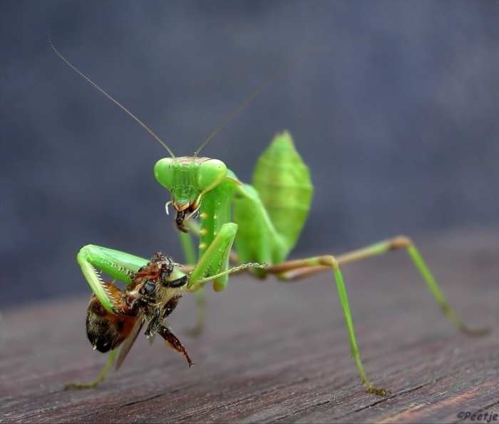 The Alien Insect - HubPages