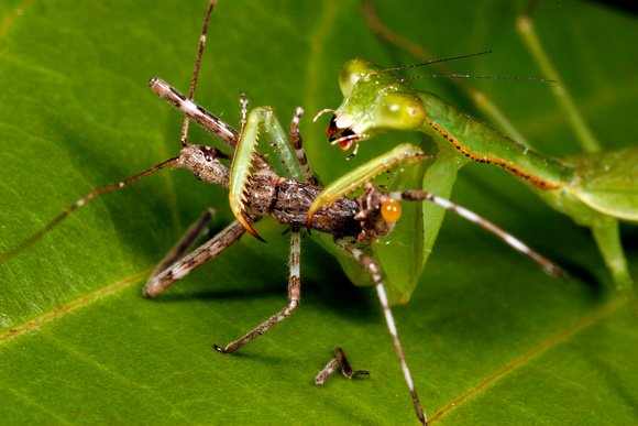 The Alien Insect - HubPages